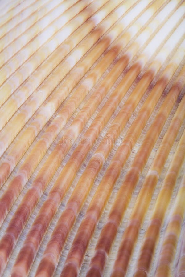 Surface of a shell stock image. Image of texture, close - 11239505