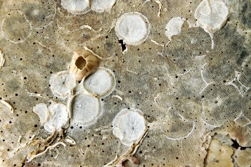 Surface of a shell stock image. Image of nature, mollusk - 12510013