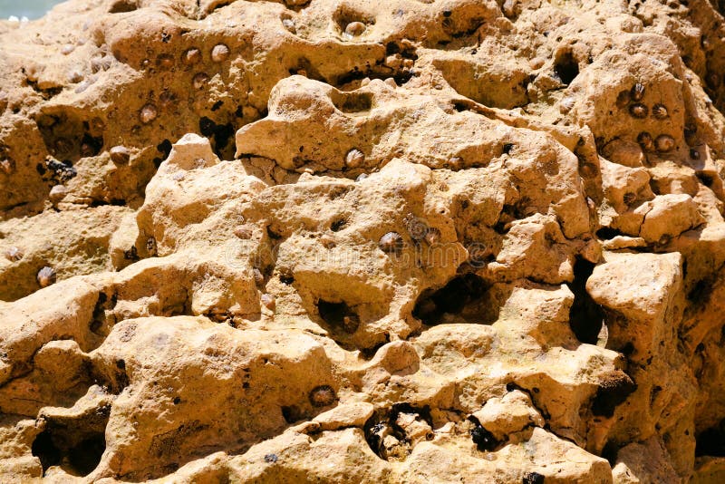 Surface of shell rock stock photo. Image of rock, portugal - 18466554