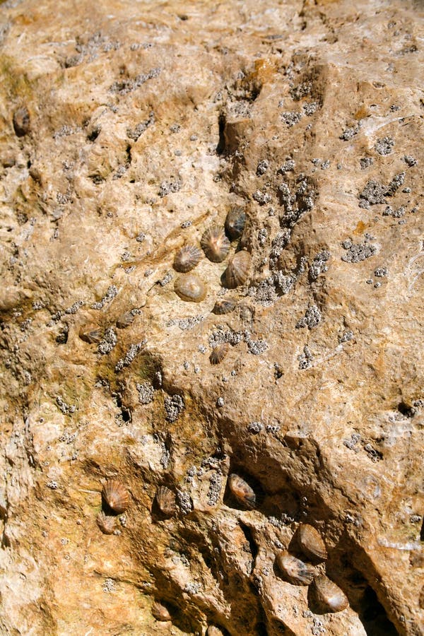 Surface of shell rock stock photo. Image of surface, entrance - 18466556