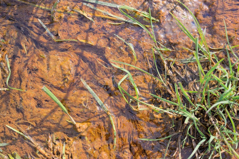 The Surface of the Small Spring Stock Photo - Image of texture, current ...