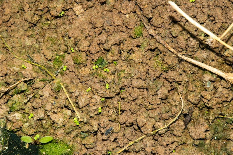 The Surface of the Soil with Moisture Stock Image - Image of ...
