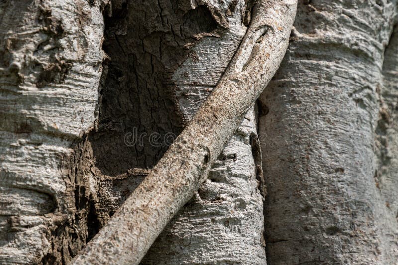 The Surface of Stem the Big Tree Texture Use As Natural Background and ...