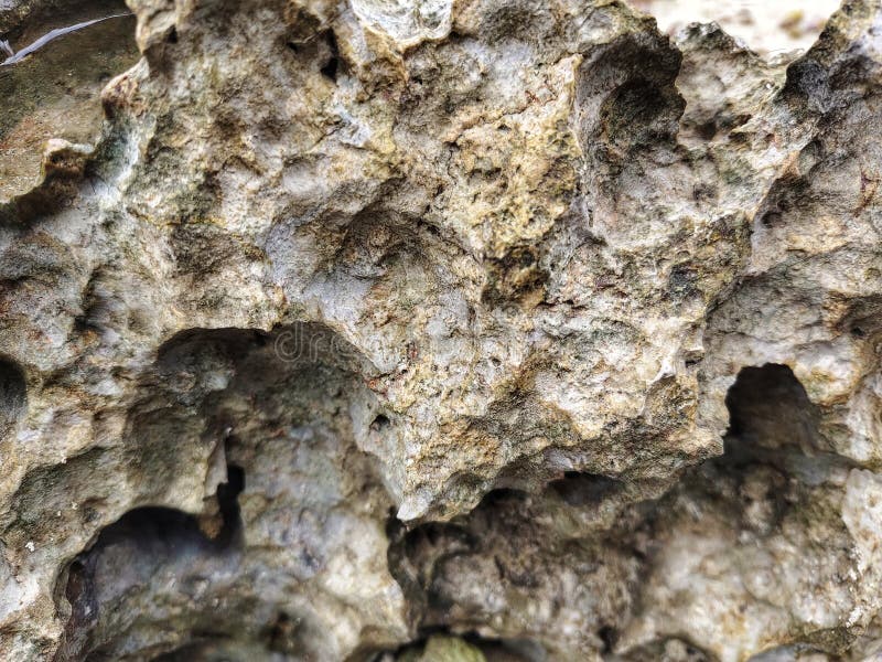 Structure of Limestone and Eroded Coral Reefs with Cavities and Holes ...