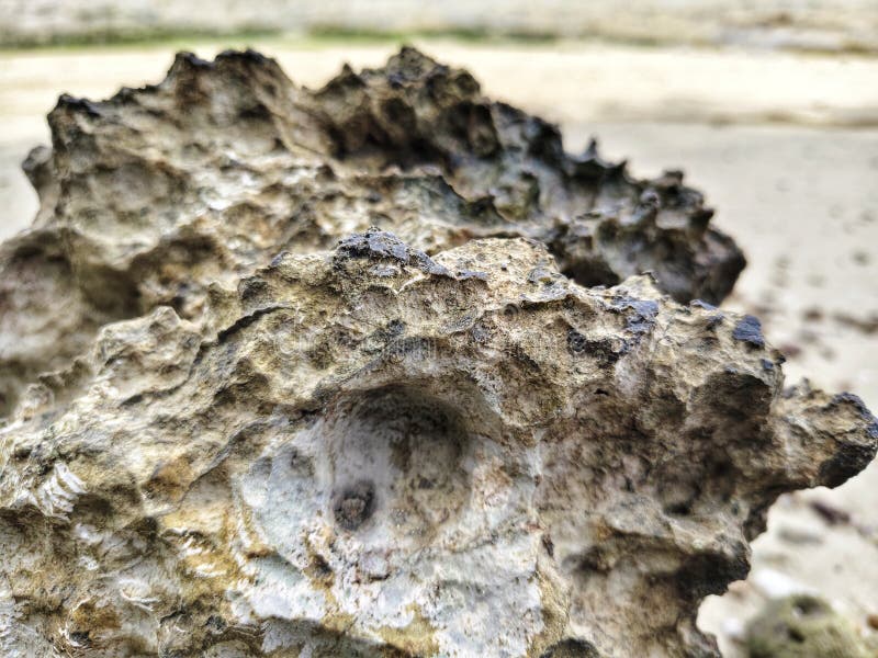 Structure of Limestone and Eroded Coral Reefs with Cavities and Holes ...