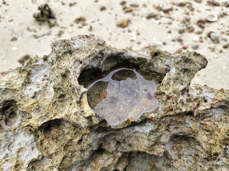 Structure of Limestone and Eroded Coral Reefs with Cavities and Holes ...