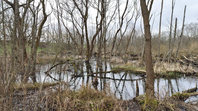 The Surface of the Swamp is Partially Covered with Water, and Partially ...