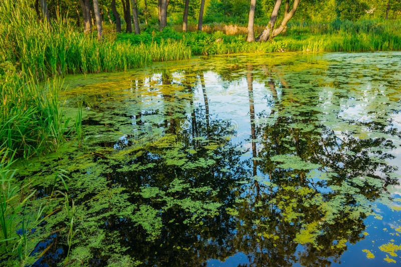 Reflections on the Surface of Swamp Water Stock Photo - Image of ...