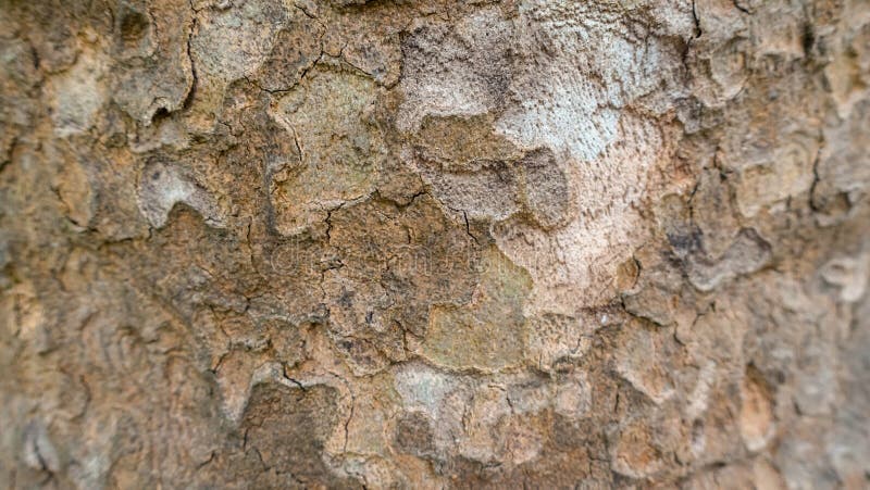 Surface of Sycamore Tree As Texture Background or Backdrop. Platanus ...
