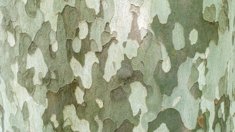 Surface of Sycamore Tree As Texture Background or Backdrop. Platanus ...
