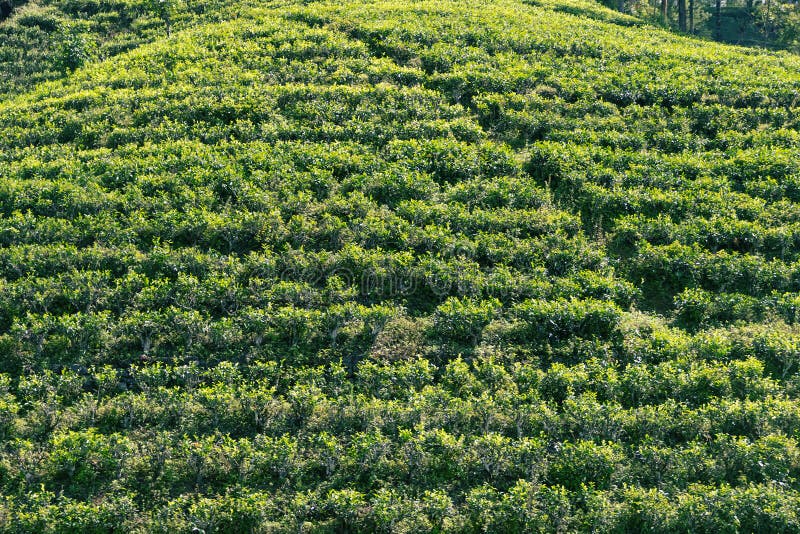 Surface of a Tea Plantation Stock Image - Image of agribusiness, bush ...