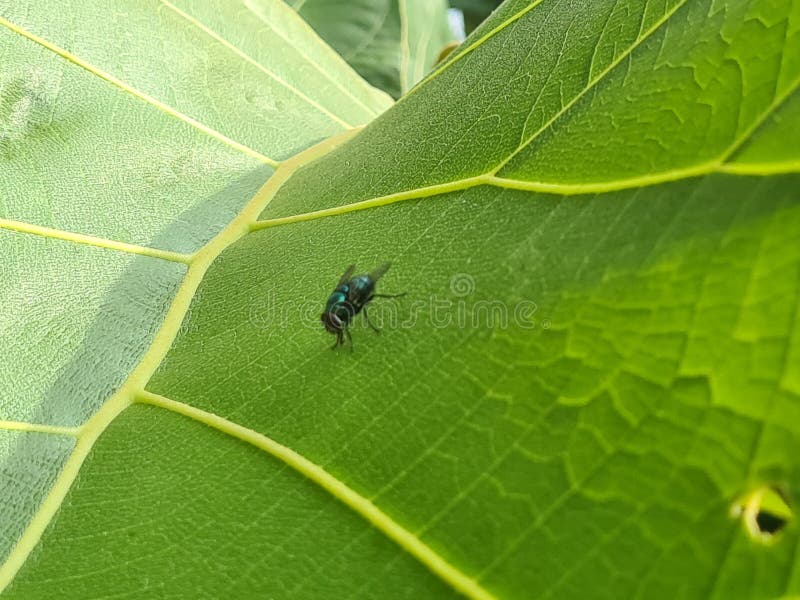 Surface of Teak Tree Leaf with Green Fly Stock Image - Image of insect ...