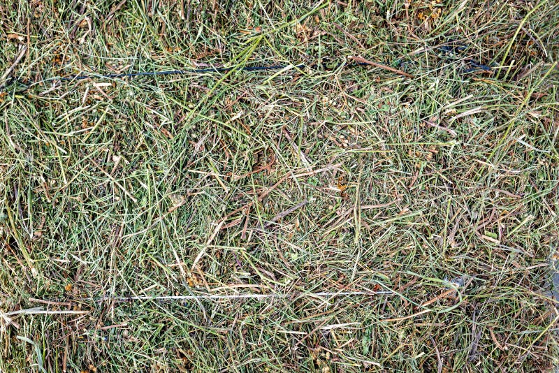 The Surface Texture of the Bale of Hay Stock Photo - Image of harvest ...