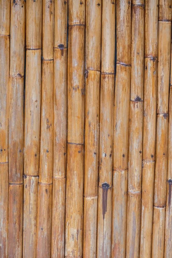 The Surface and Texture of the Bamboo Stem Stock Photo - Image of ...