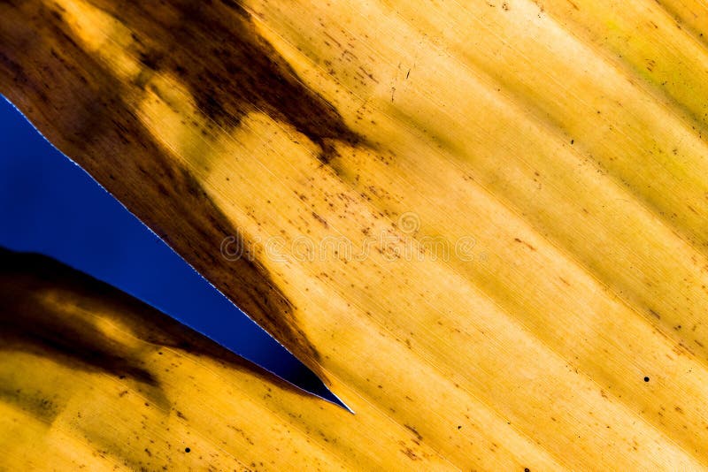 Yellow Color and Texture of Banana Tree Old Leaf Stock Photo - Image of ...