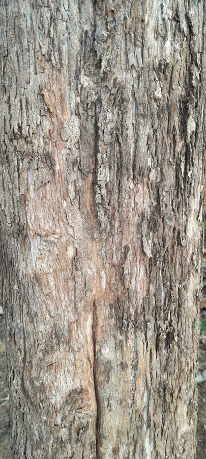 The Surface Texture of the Bark of a Teak Tree & X28;tectona Grandis ...
