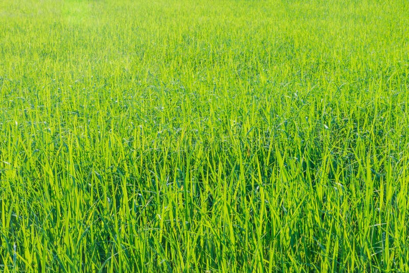 Surface Texture of Green Paddy Field, Paddy Leaf Pattern. Stock Photo ...