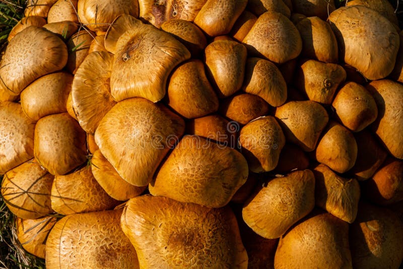 Surface Texture of Group of Fresh Mushrooms Stacked Stock Photo - Image ...