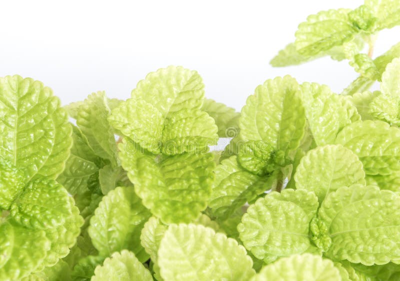 Texture on Leaves of Ornamental Plant Background or Texture Stock Image ...