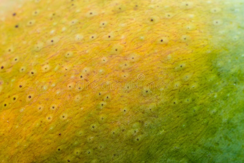 Surface Texture of Mango Skin Stock Image - Image of food, peel: 100200787