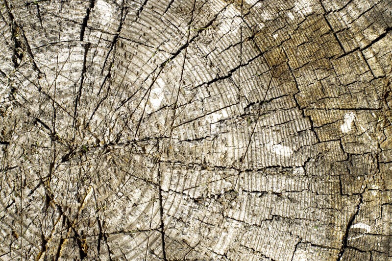 Surface Texture of an Old Stump, Top View, Copy Space Stock Image ...