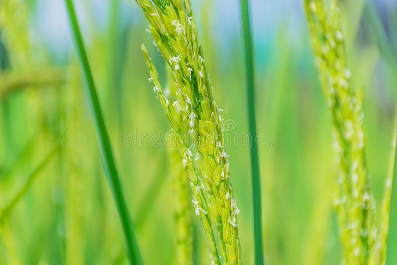 Surface Texture Pollen of Paddy Rice, Rice Paddy Flower Reproductive ...