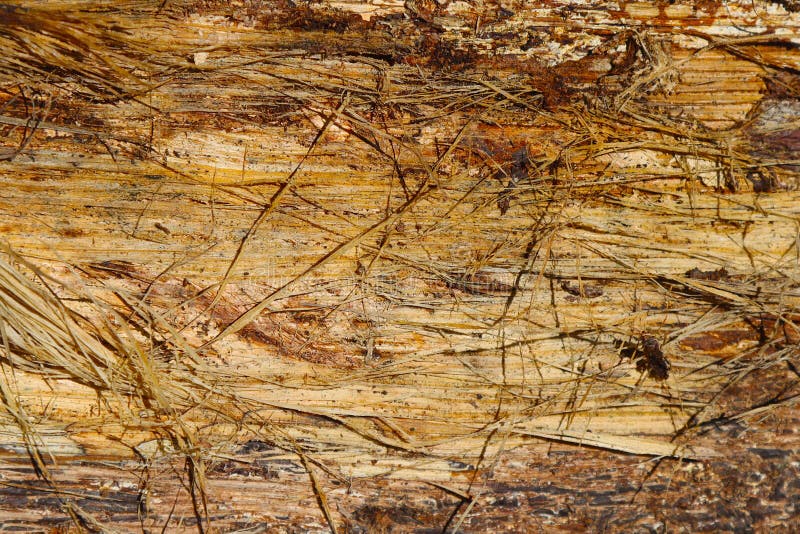 Surface Texture of Rotten Oak Wood Stock Image - Image of surface ...
