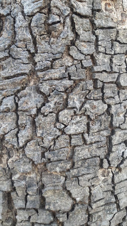 Surface or texture of tree stock image. Image of flooring - 246226739