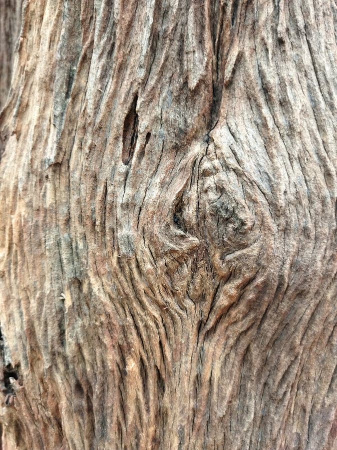 The Surface Texture of the Tree with Traces of Cut Branches, Forming a ...