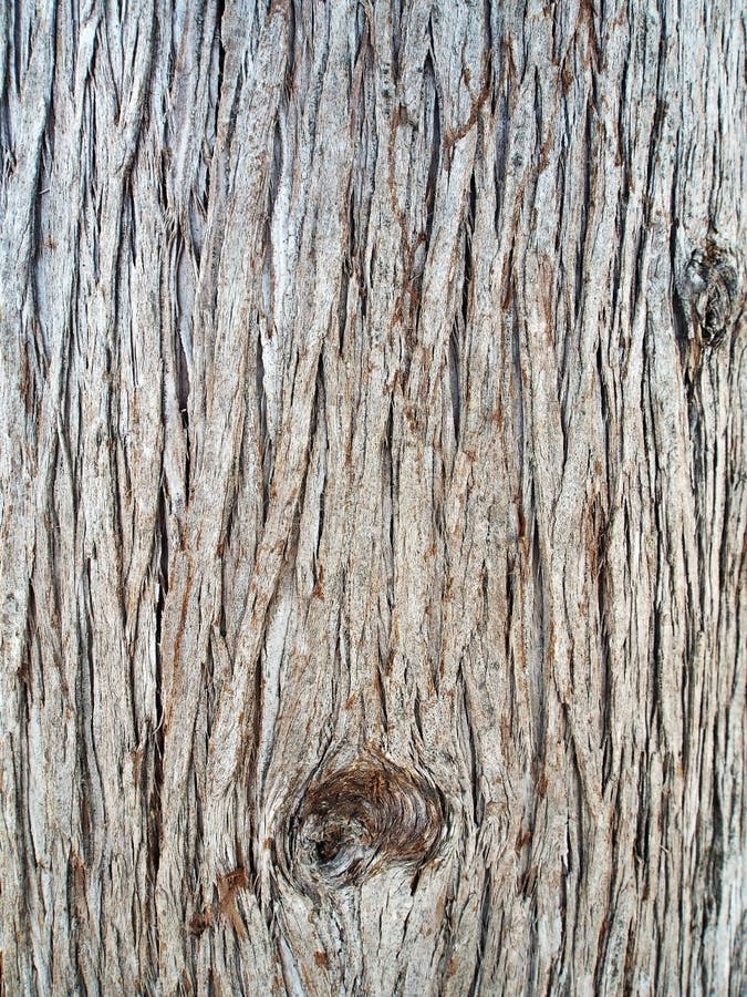 Trunk of a Cypress Tree in a Swamp Stock Photo - Image of trunk ...