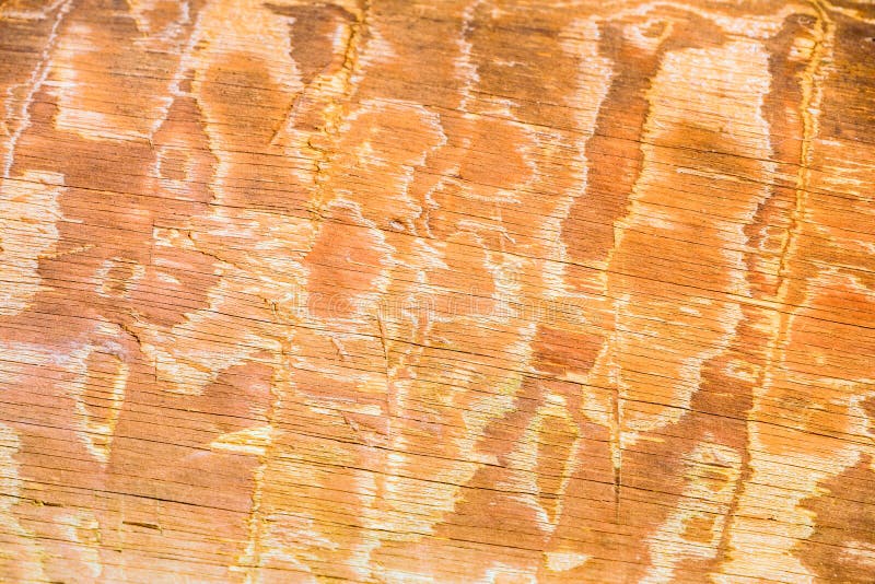 Surface Texture of Wooden Hewn Logs. Trunk Tree without Bark Stock ...