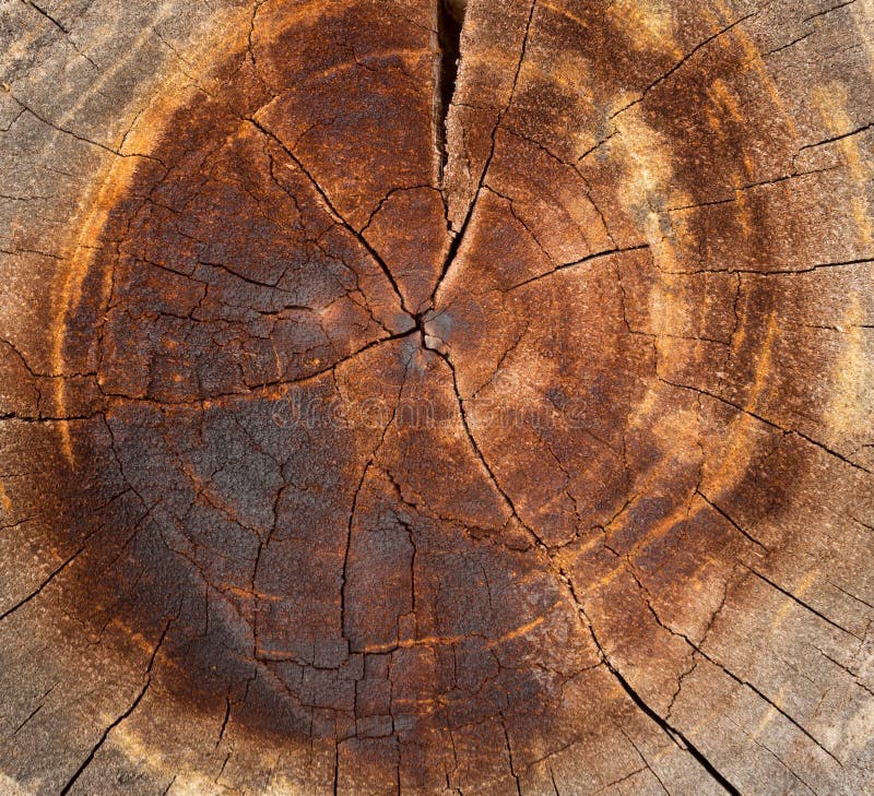 Surface of timber stock image. Image of ring, background - 104018451