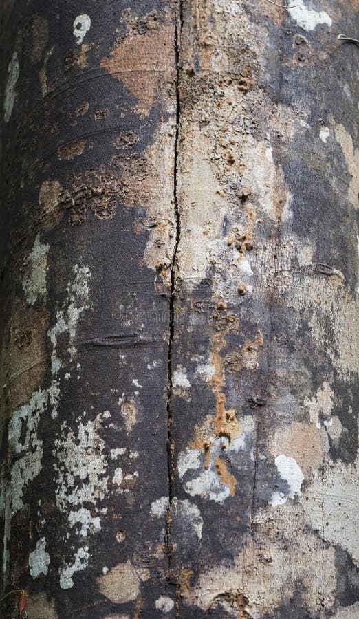 Surface of a Tree Bark in the Jungle Stock Photo - Image of grain ...