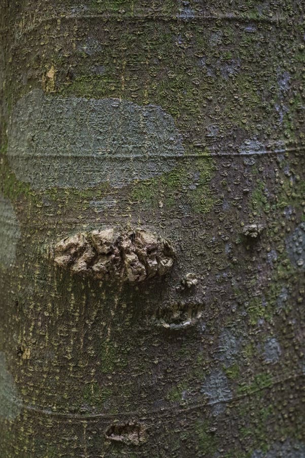 Surface of a Tree Bark in the Jungle Stock Photo - Image of grain ...