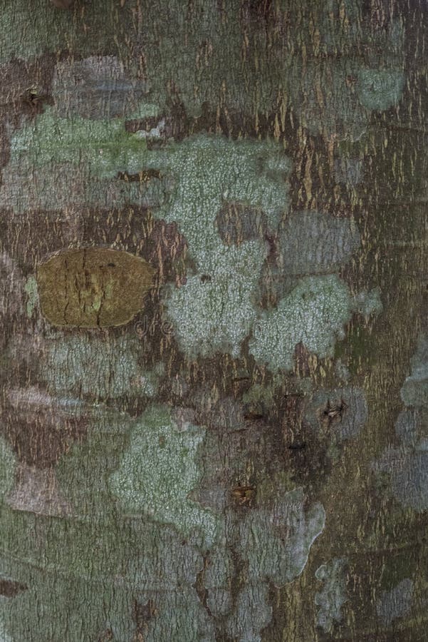 Surface of a Tree Bark in the Jungle Stock Photo - Image of green ...