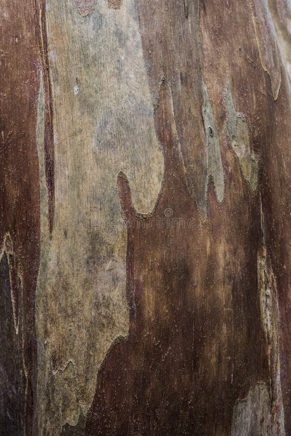 Surface of a Tree Bark in the Jungle Stock Photo - Image of weathered ...