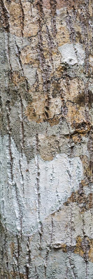 Surface of a Tree Bark in the Jungle Stock Image - Image of color ...
