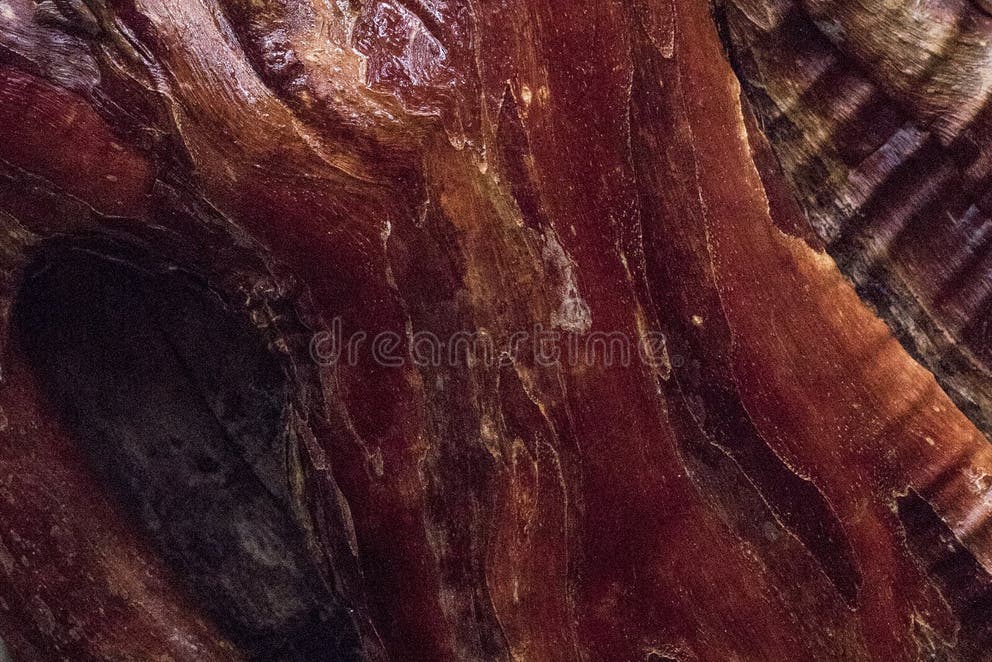 Surface of a Tree Bark in the Jungle Stock Photo - Image of grain ...
