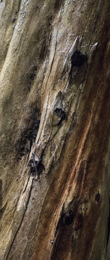 Surface of a Tree Bark in the Jungle Stock Image - Image of aging, wood ...