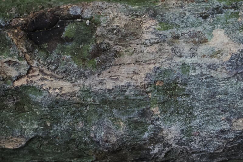Surface of a Tree Bark in the Jungle Stock Photo - Image of texture ...