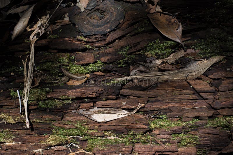 Surface of a Tree Bark in the Jungle Stock Image - Image of close ...