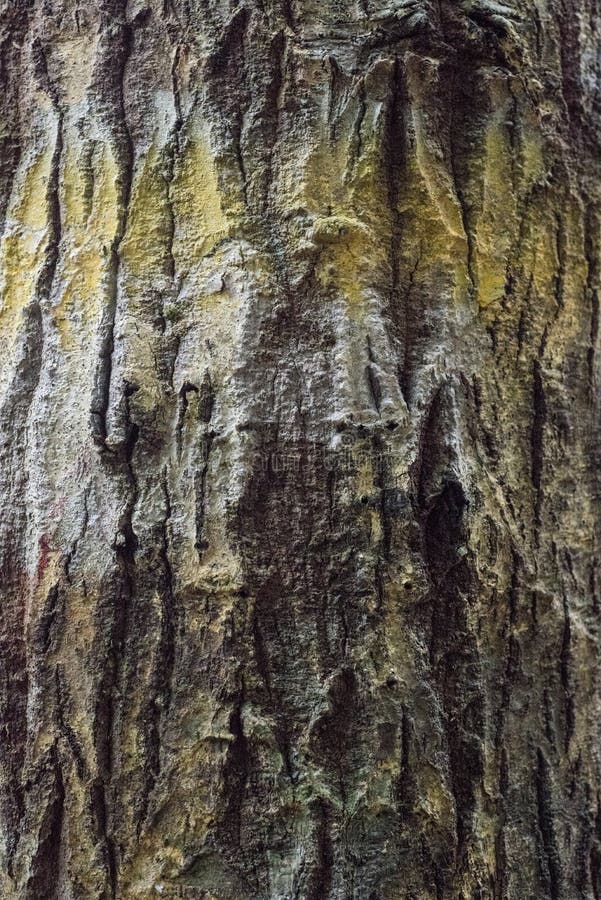 Surface of a Tree Bark in the Jungle Stock Image - Image of brown ...