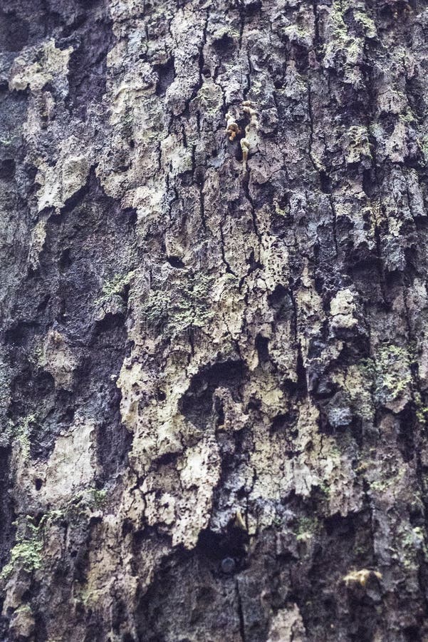Surface of a Tree Bark in the Jungle Stock Photo - Image of pattern ...
