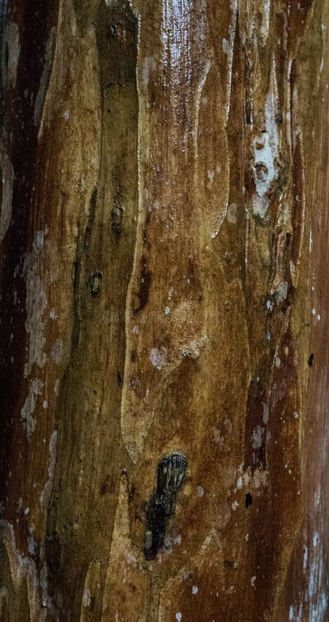 Surface of a Tree Bark in the Jungle Stock Photo - Image of texture ...