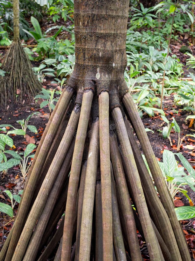 The Surface of an Old Tree Sliced Transverse, Background Stock Photo ...