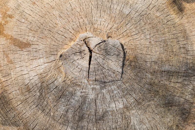 Surface of the Tree Stump in Sunny Weather Close-up Stock Photo - Image ...
