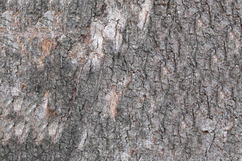 Surface Tree Trunk of Bark Tree Weathered. Stock Image - Image of pine ...