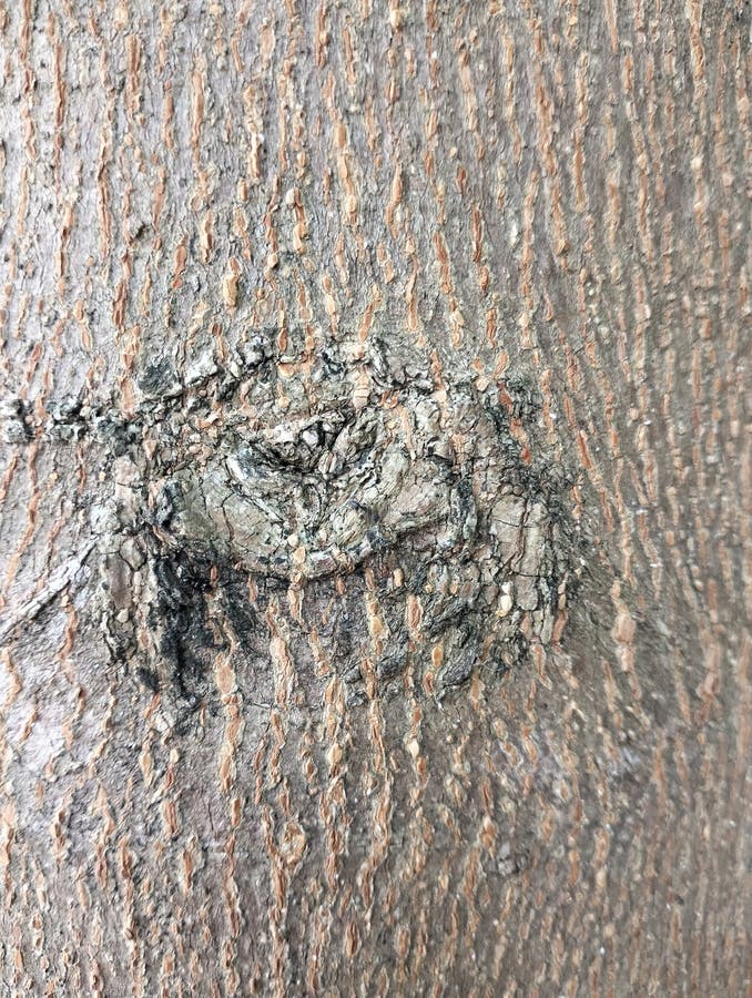 The Surface of the Tree Trunk is Even? Stock Photo - Image of trunk ...