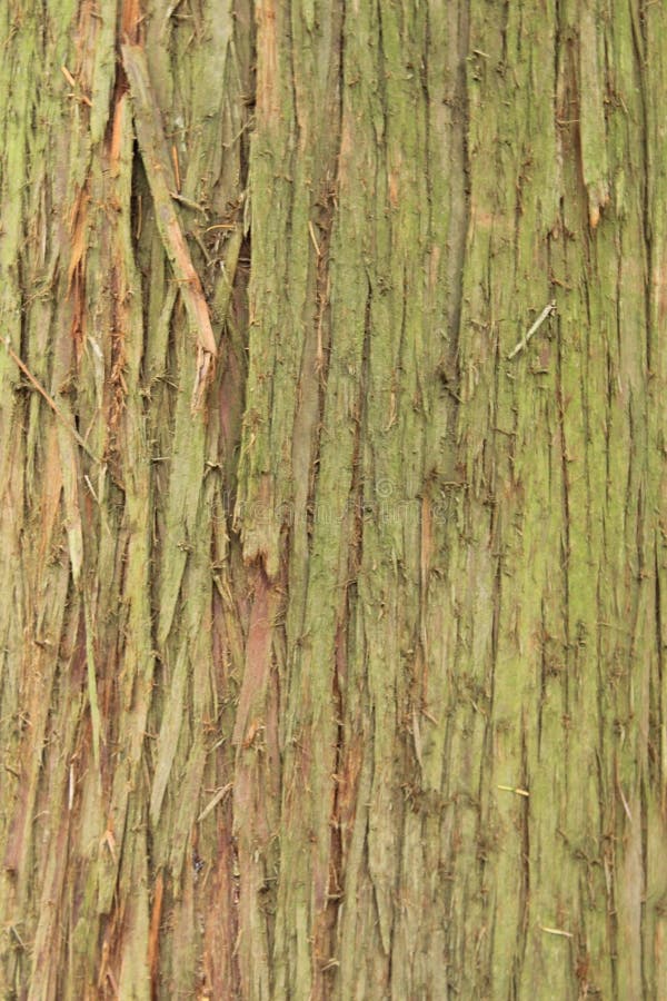 The Surface of the Tree Trunk. Macro. Canada. Stock Photo - Image of ...