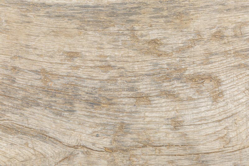 The Surface of the Tree Trunk Texture. Close-up. Background Stock Photo ...